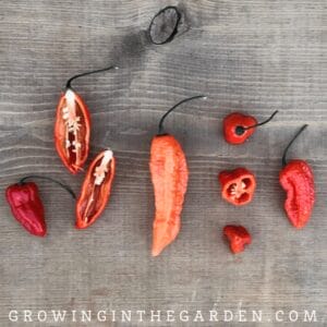 16 Types of Peppers & Pepper Varieties to Grow at Home - Growing In The ...