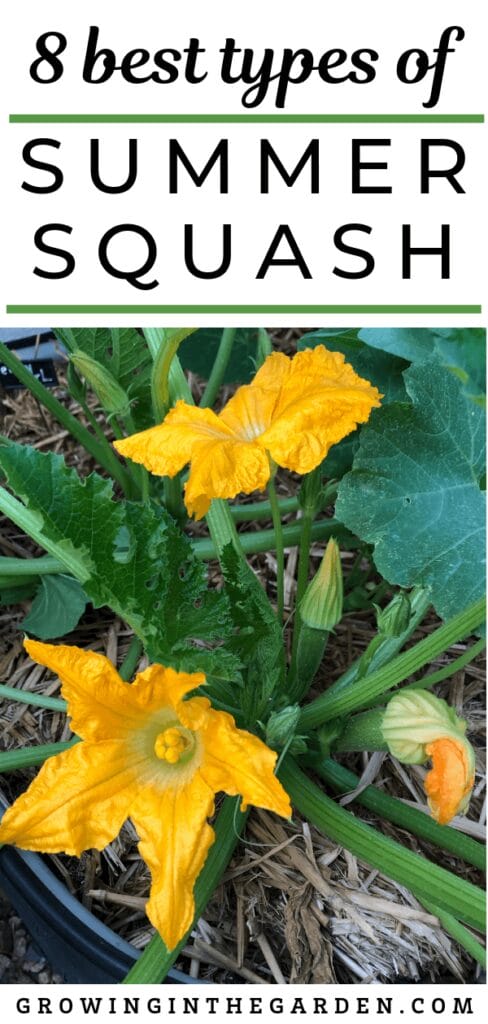 Summer Squash Varieties - 8 Best Types to Grow - Growing In The Garden