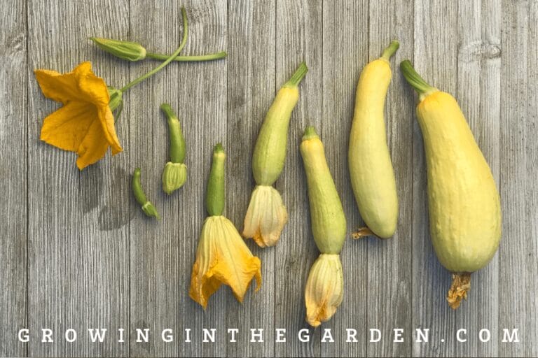 Summer Squash Varieties - 8 Best Types to Grow - Growing In The Garden
