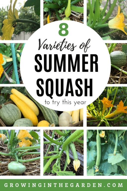 Summer Squash Varieties - 8 Best Types to Grow - Growing In The Garden