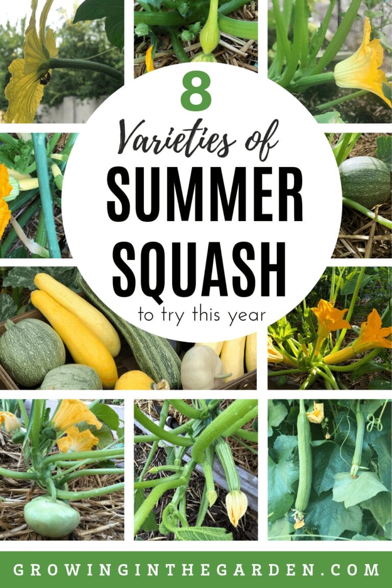 Summer Squash Varieties - 8 Best Types to Grow - Growing In The Garden