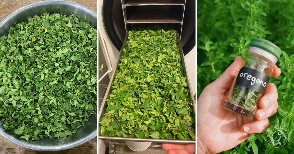 How to Grow Oregano - Growing In The Garden