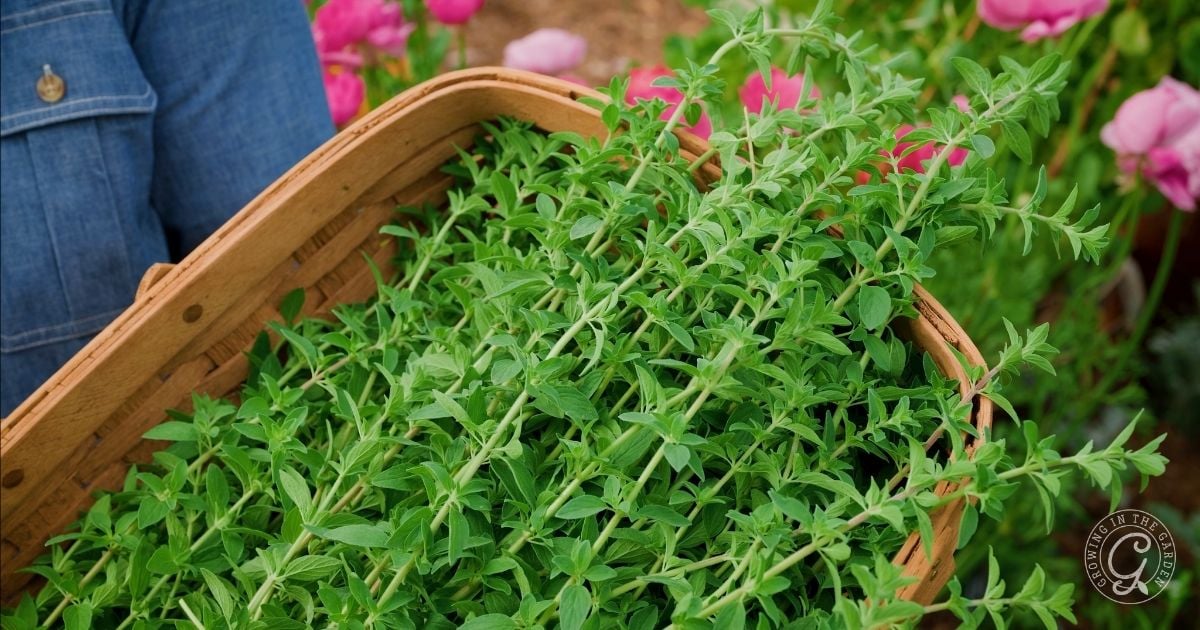 How to Grow Oregano - Growing In The Garden