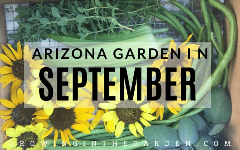 Vegetable Gardening in Arizona - Growing In The Garden