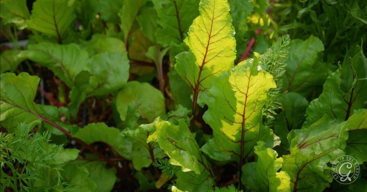 How to Grow Beets in Your Garden - Growing In The Garden