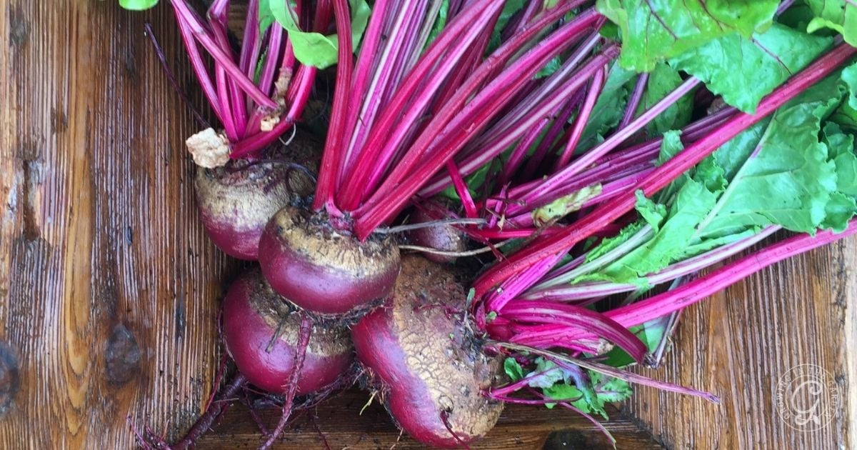 How to Grow Beets in Your Garden - Growing In The Garden