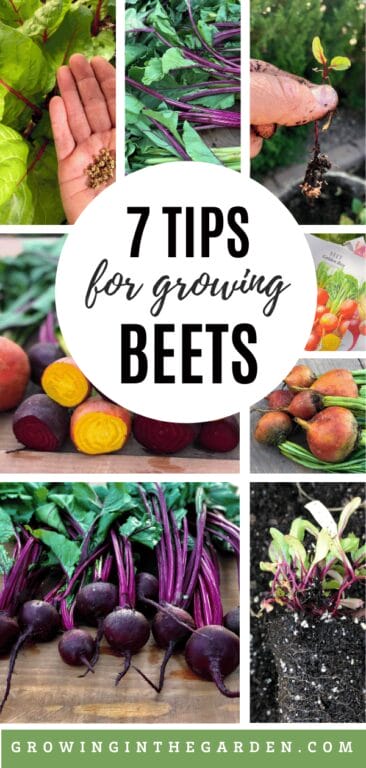 How to Grow Beets: 7 Tips for Growing Beets - Growing In The Garden
