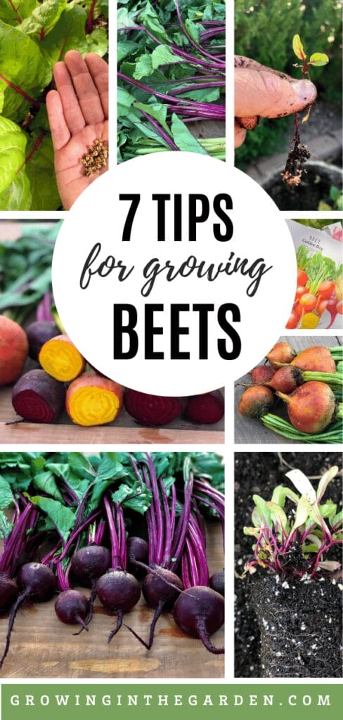 How to Grow Beets: 7 Tips for Growing Beets - Growing In The Garden