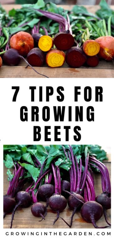 How to Grow Beets: 7 Tips for Growing Beets - Growing In The Garden