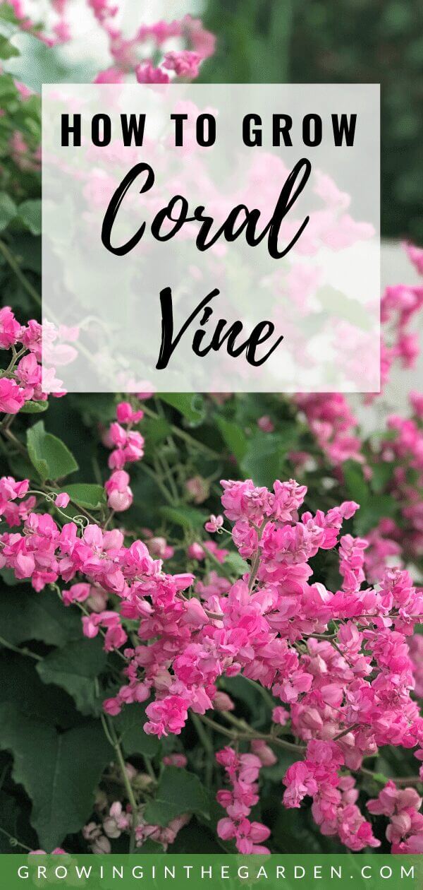 How to Grow Coral Vine: Growing Queen's Wreath - Growing In The Garden