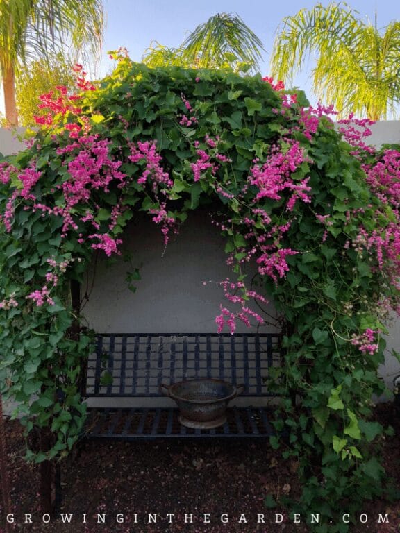 Arizona Vine Planting Guide: A Visual Guide for Low Desert Vines ...