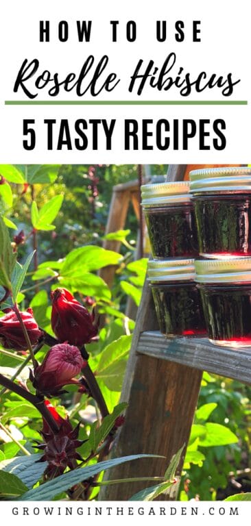 How to use Roselle Hibiscus: 5 Tasty Recipes - Growing In The Garden