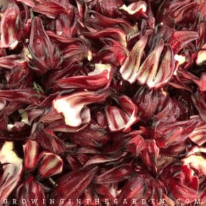 How to use Roselle Hibiscus: 5 Tasty Recipes - Growing In The Garden