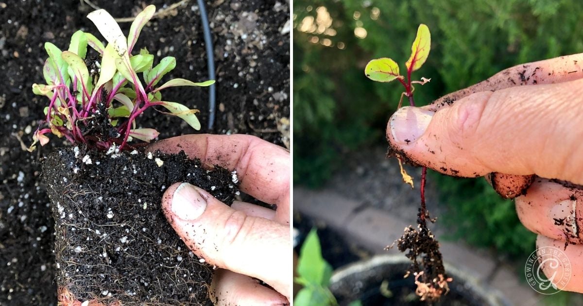 How to Grow Beets in Your Garden - Growing In The Garden
