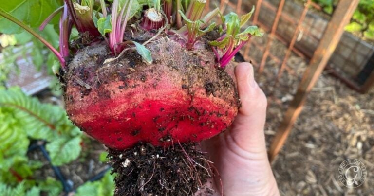 How to Grow Beets in Your Garden - Growing In The Garden