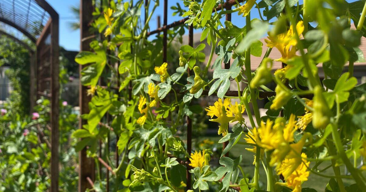 10 Beautiful Vines That Grow From Seed - Growing In The Garden