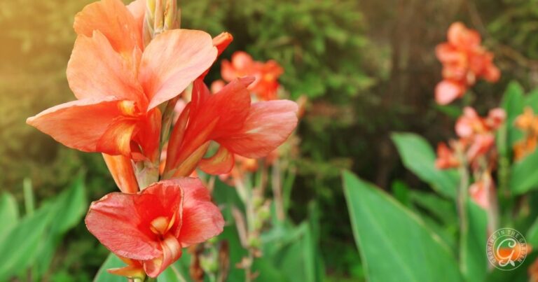Arizona Annual Flowers: A Visual Guide for Low-Desert Flowers - Growing ...