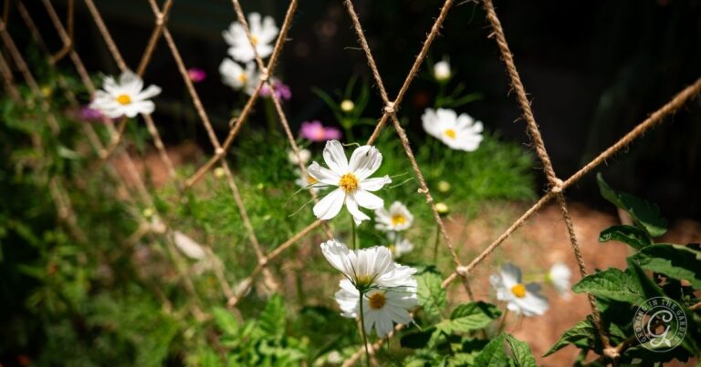 Arizona Annual Flowers: A Visual Guide for Low-Desert Flowers - Growing ...