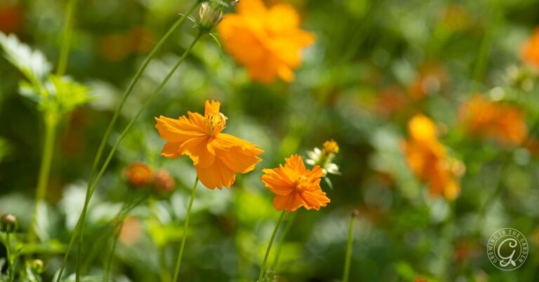 Arizona Annual Flowers: A Visual Guide for Low-Desert Flowers - Growing ...