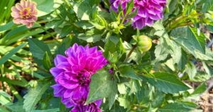 Arizona Annual Flowers: A Visual Guide for Low-Desert Flowers - Growing ...