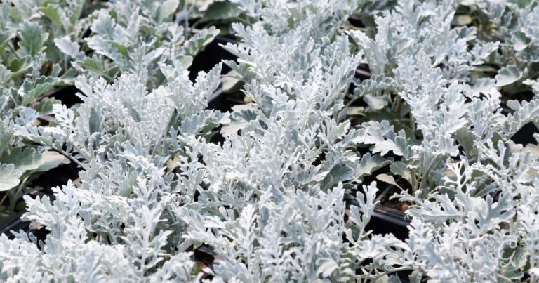 Arizona Annual Flowers: A Visual Guide for Low-Desert Flowers - Growing ...
