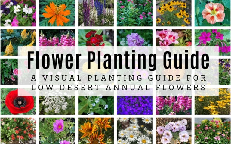 Planting Calendar for the Low Desert of Arizona - Growing In The Garden
