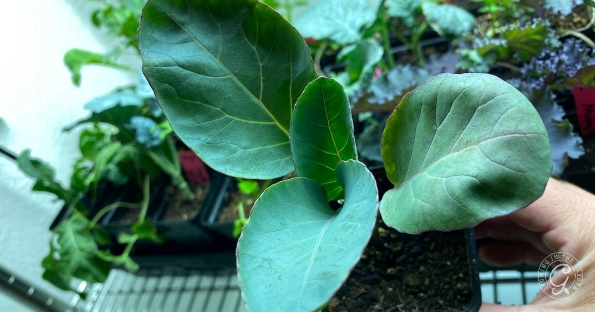 How to Grow Cabbage: 10 Tips for a Successful Harvest - Growing In The ...