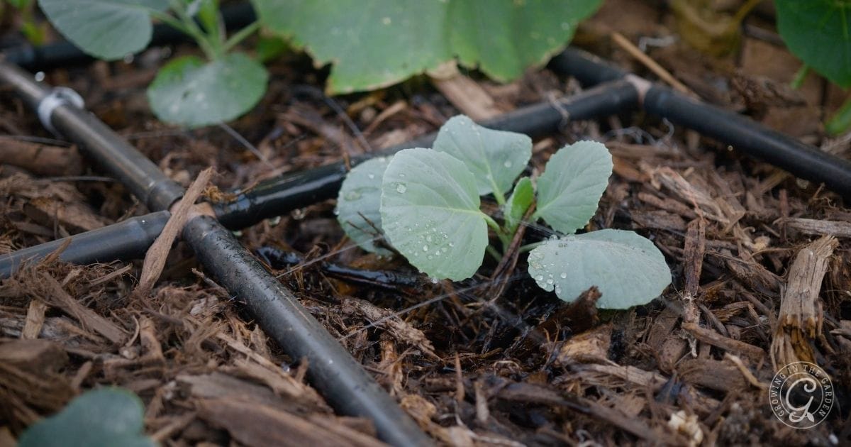 How to Grow Cabbage: 10 Tips for a Successful Harvest - Growing In The ...