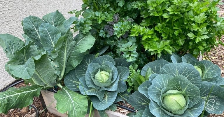 How to Grow Cabbage: 10 Tips for a Successful Harvest - Growing In The ...