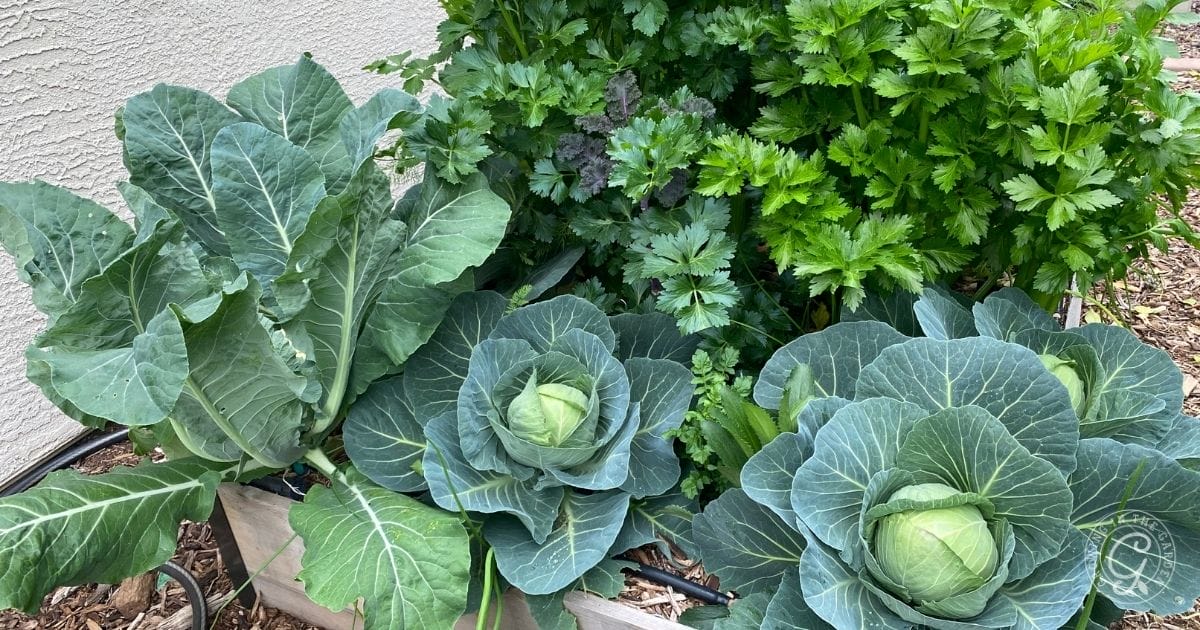 Green Cabbage Plant