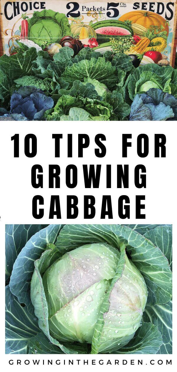 How to Grow Cabbage: 10 Tips for Growing Cabbage - Growing In The Garden