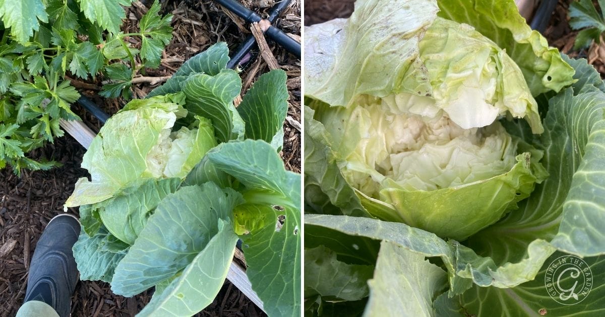 How to Grow Cabbage: 10 Tips for a Successful Harvest - Growing In The ...