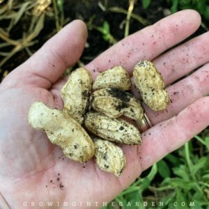 Arizona Vegetable Planting Guide: A Visual Guide for Low Desert ...