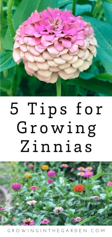 How to grow Zinnias - 5 Tips for Growing Zinnias - Growing In The Garden
