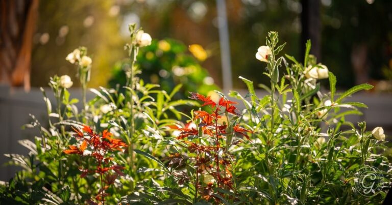 10 Biggest Vegetable Gardening Mistakes - Growing In The Garden