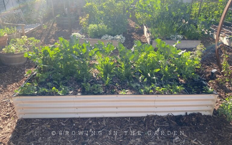 Gardening for Beginners: How to Start a Garden in 8 Simple Steps ...