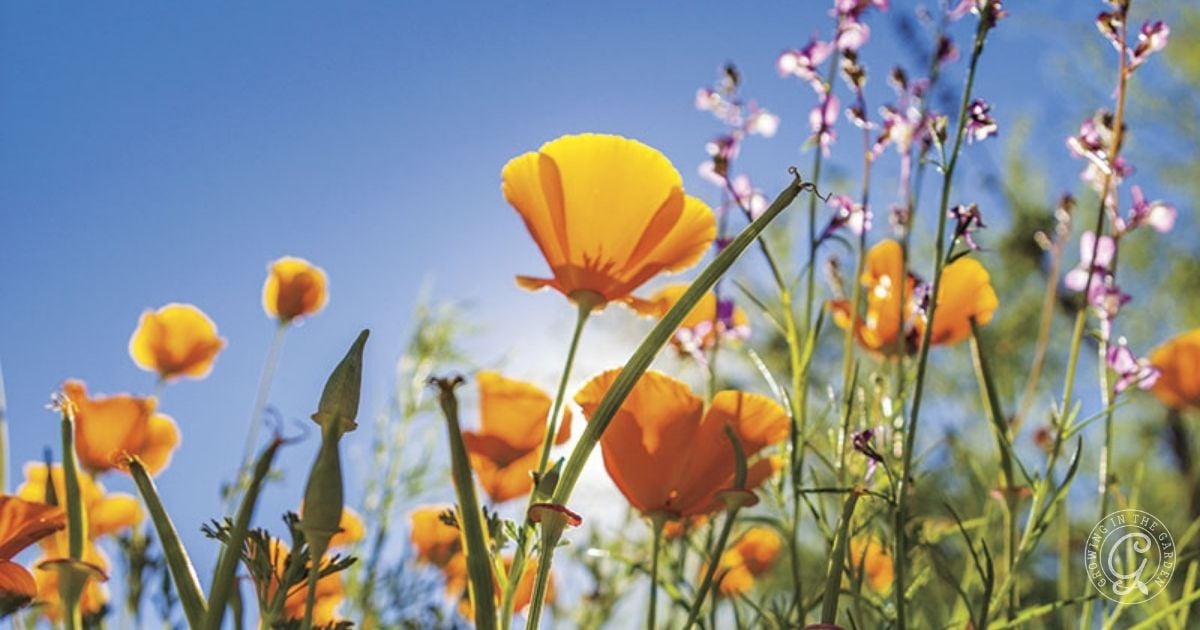 How to Grow Poppies: 8 Tips for Planting Poppies - Growing In The Garden