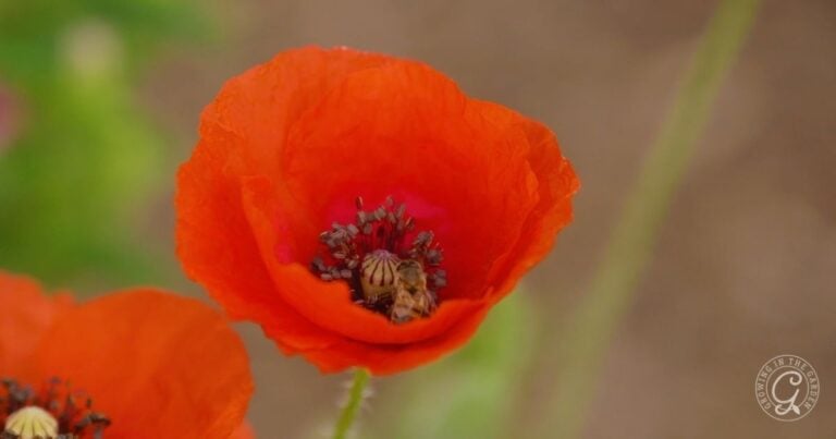 How to Grow Poppies: 8 Tips for Planting Poppies - Growing In The Garden