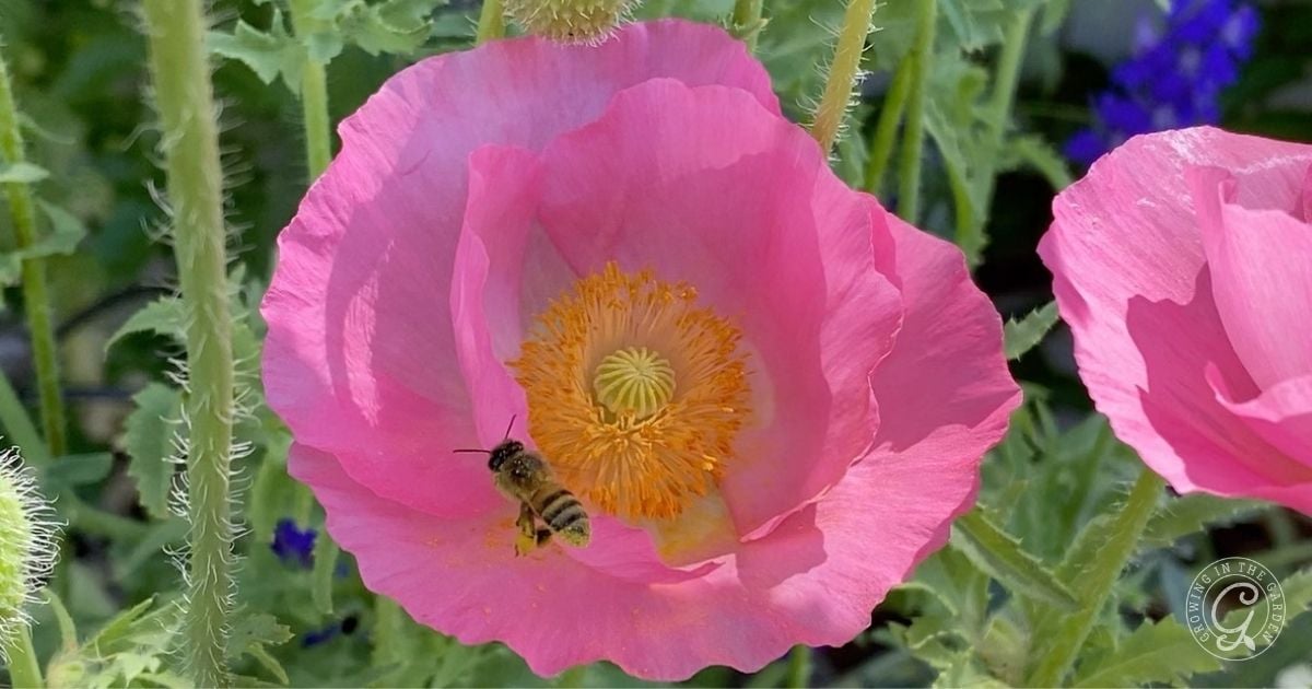 How to Grow Poppies: 8 Tips for Planting Poppies - Growing In The Garden