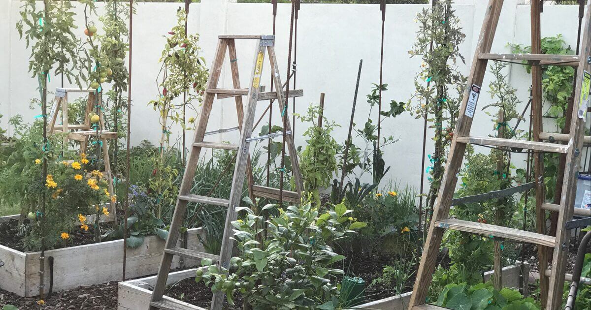 Ladder For Vegetable Garden Stacey's Gardening Journey | Wiltshire
