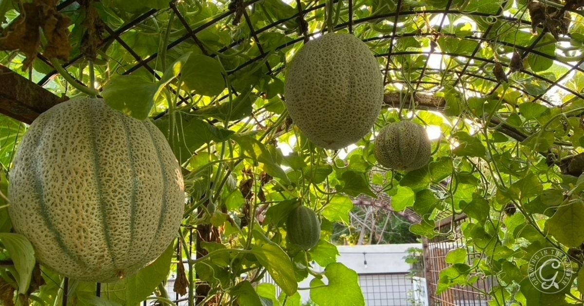 Vertical Gardening: 10 Vegetables that Love to Climb - Growing In The ...