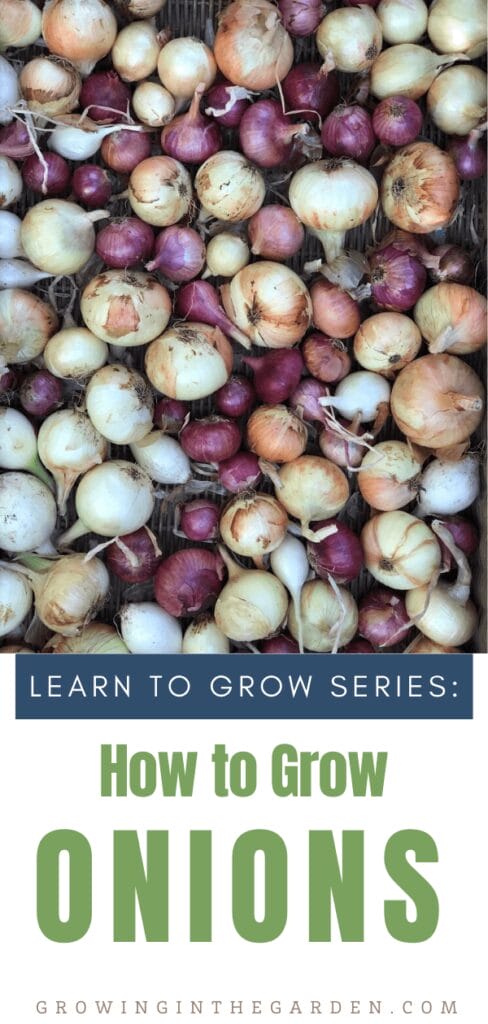 How to Grow Onions - 10 Tips for Growing Onions - Growing In The Garden