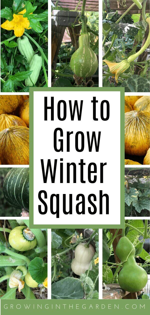 How to Grow Winter Squash - Growing In The Garden