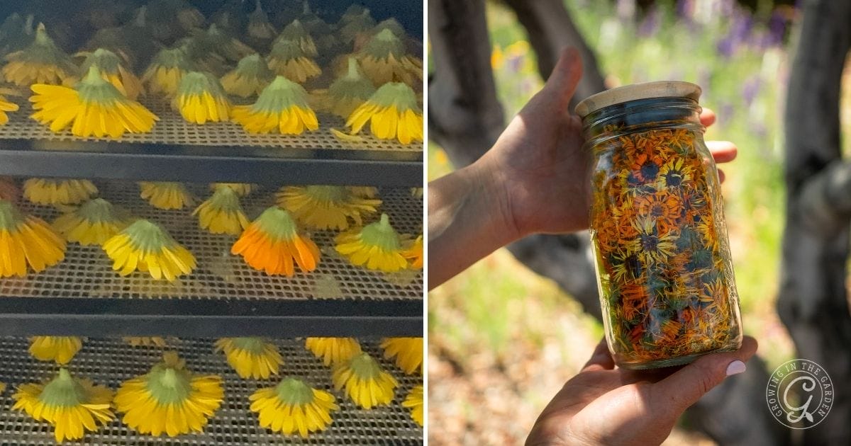 How to Grow and Use Calendula - Growing In The Garden