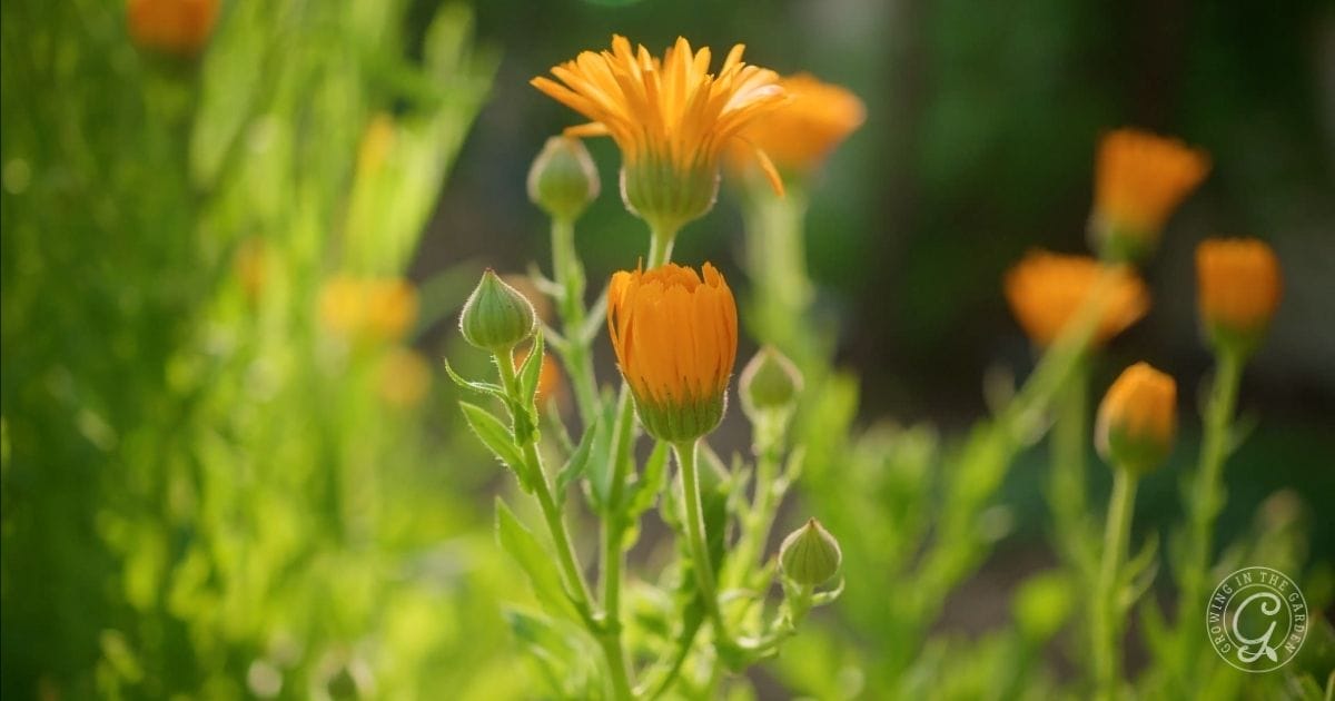 How to Grow and Use Calendula - Growing In The Garden