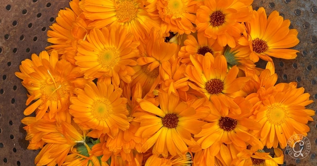 How to Grow and Use Calendula - Growing In The Garden