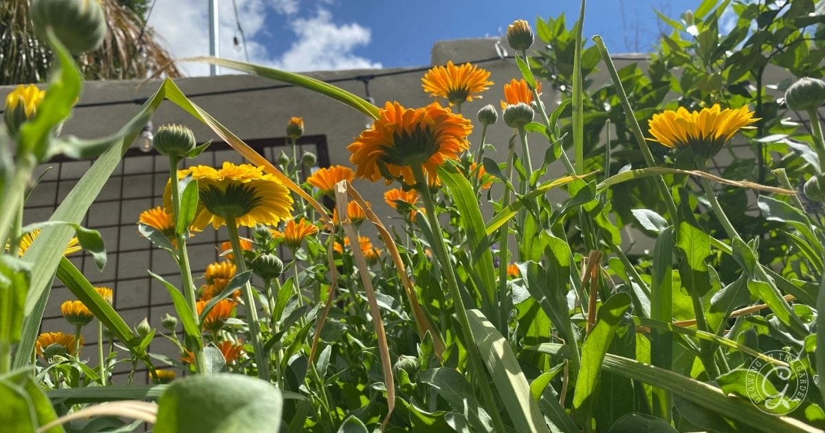 How to Grow and Use Calendula - Growing In The Garden