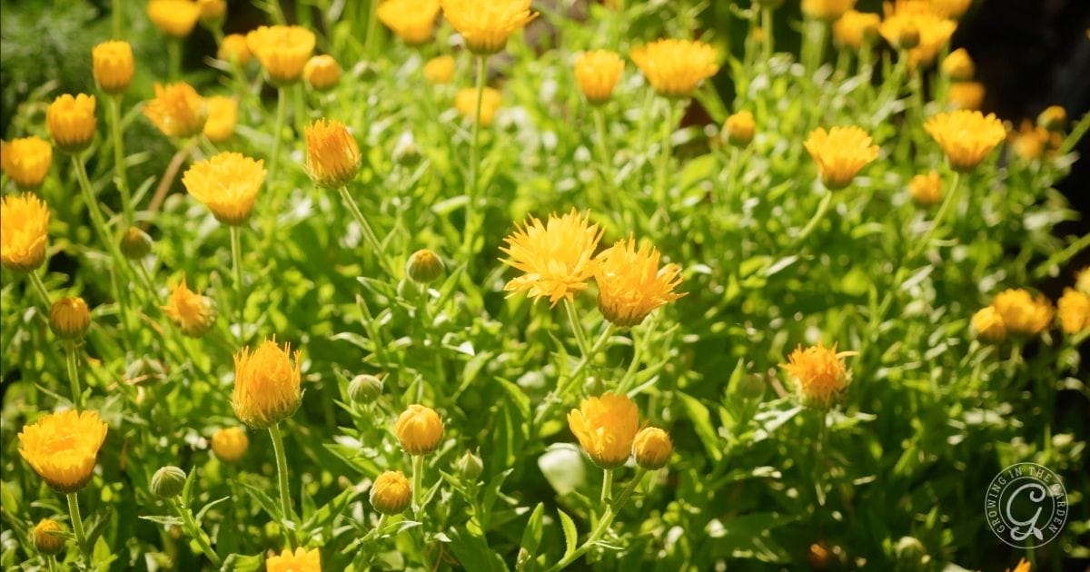 How to Grow and Use Calendula - Growing In The Garden