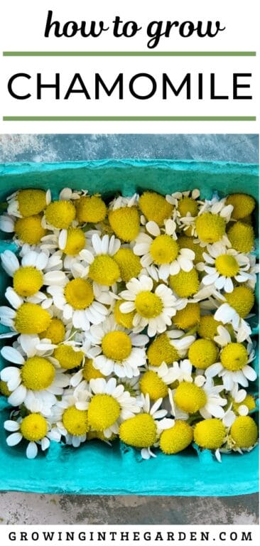 How to Grow Chamomile: 5 Tips for Growing Chamomile - Growing In The Garden