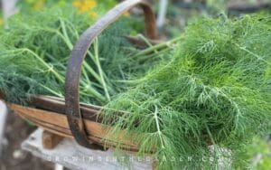 How to Grow Dill: 5 Tips for Growing Dill - Growing In The Garden